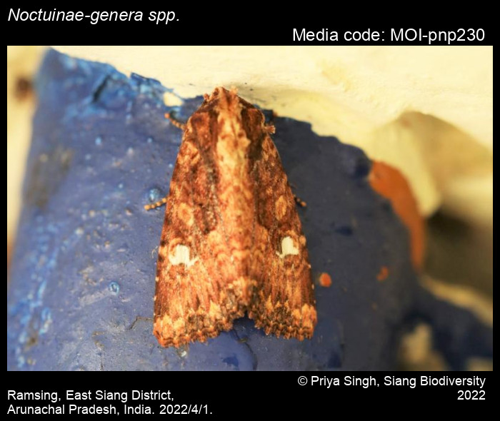 Noctuinae-genera spp. | Moths